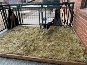Easy Build DIY Balcony Dog Potty Areas with Real Grass - Balcony Boss