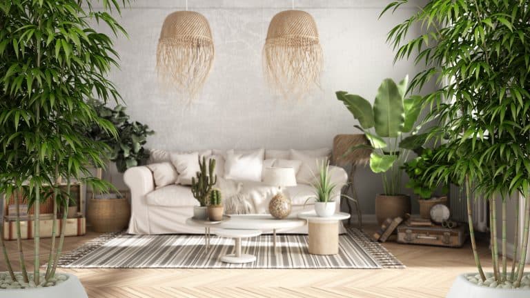 9 Best Boho Plants for Your Indoor or Outdoor Space - Balcony Boss