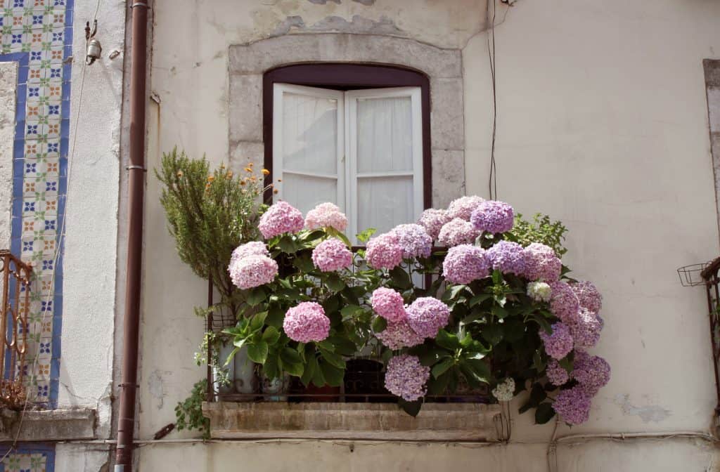 Windy Balcony? These Plants and Plant Pots are for You - Balcony Boss