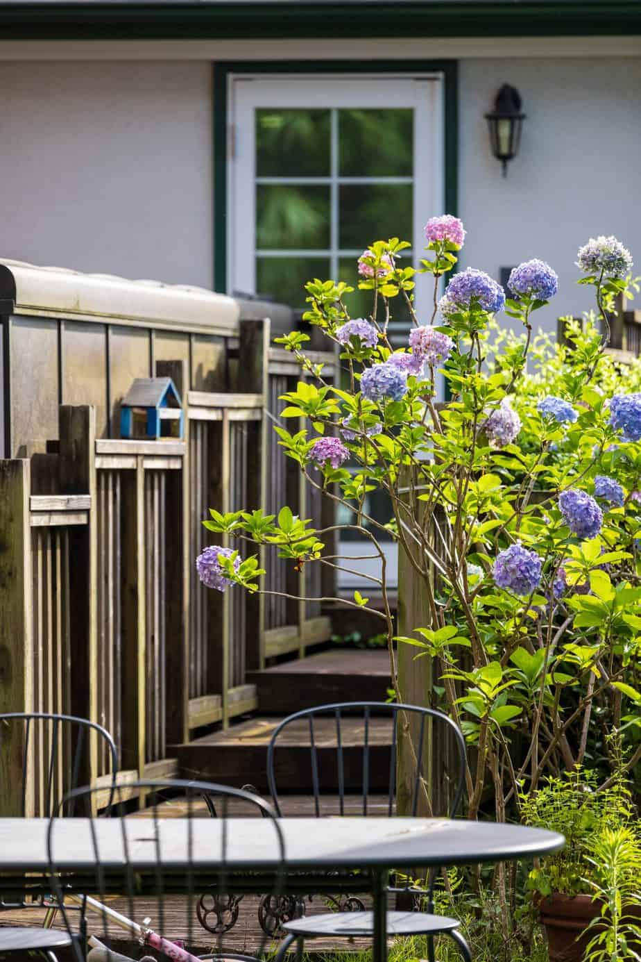How to Grow and Care for Hydrangea on a Balcony - Balcony Boss