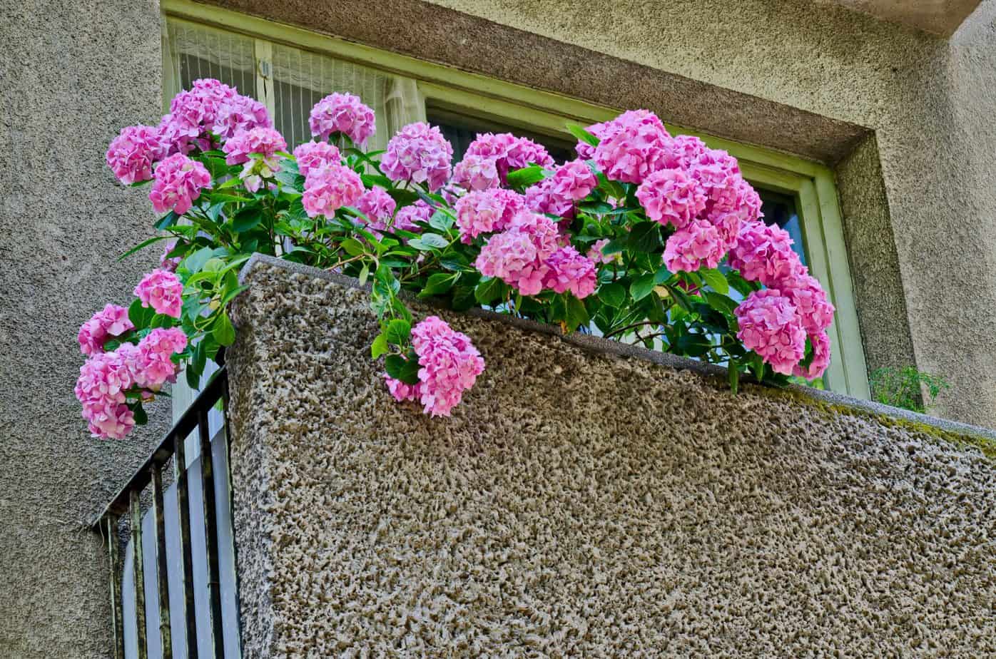 How to Grow and Care for Hydrangea on a Balcony - Balcony Boss