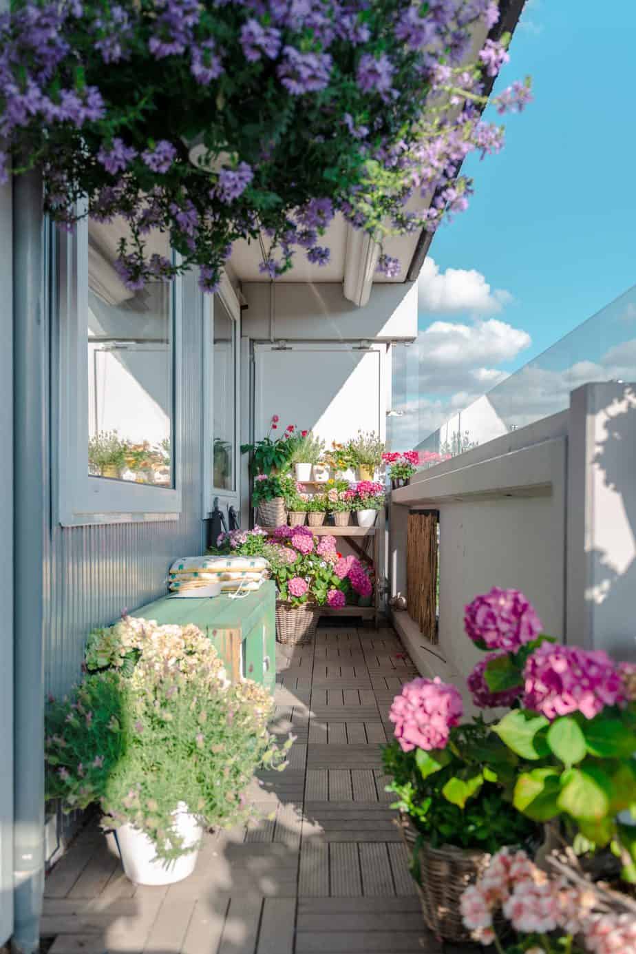 How to Grow and Care for Hydrangea on a Balcony - Balcony Boss