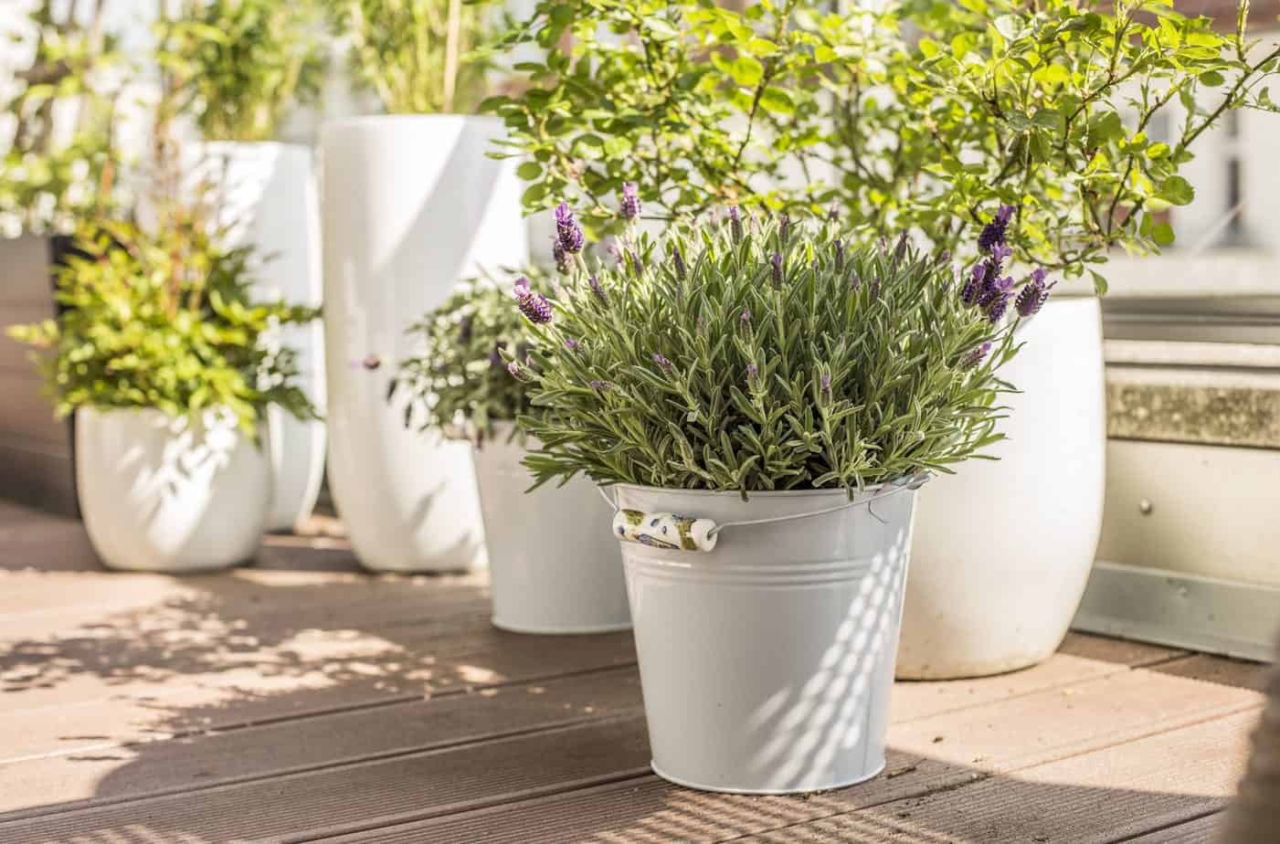 How to Grow and Care for Lavender on a Balcony - Balcony Boss