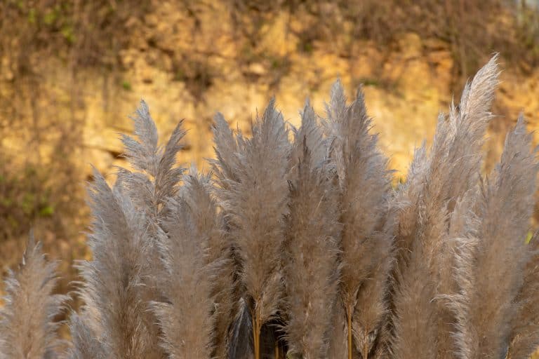 12 Ways to Use Pampas Grass in Your Outdoor Space - Balcony Boss