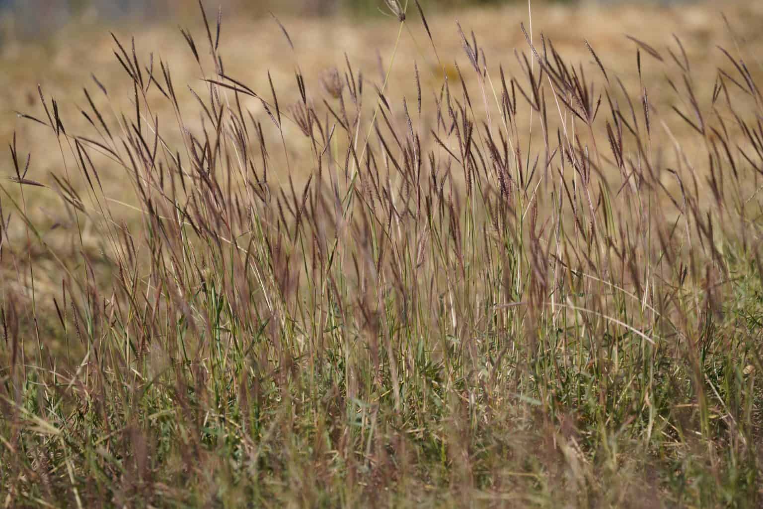 6 Best Tall Grasses for Privacy - Balcony Boss