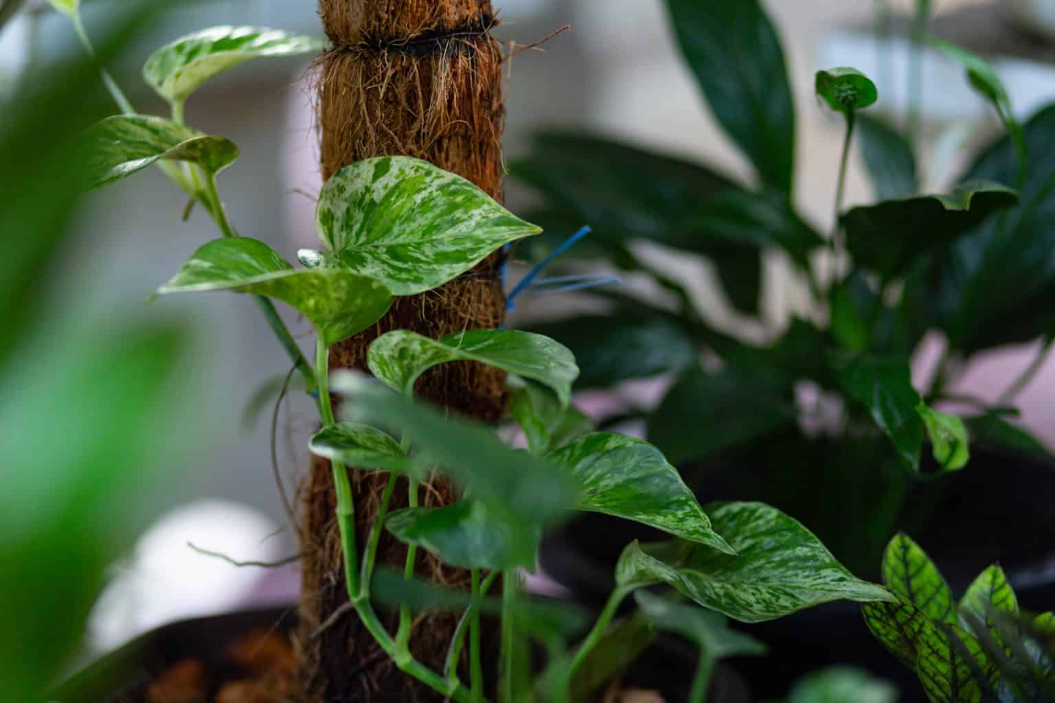 5 Best Moss Pole Alternatives - Balcony Boss