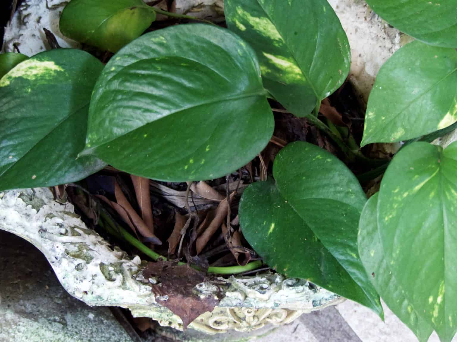 5 Best Types of Pothos for a Balcony - Balcony Boss