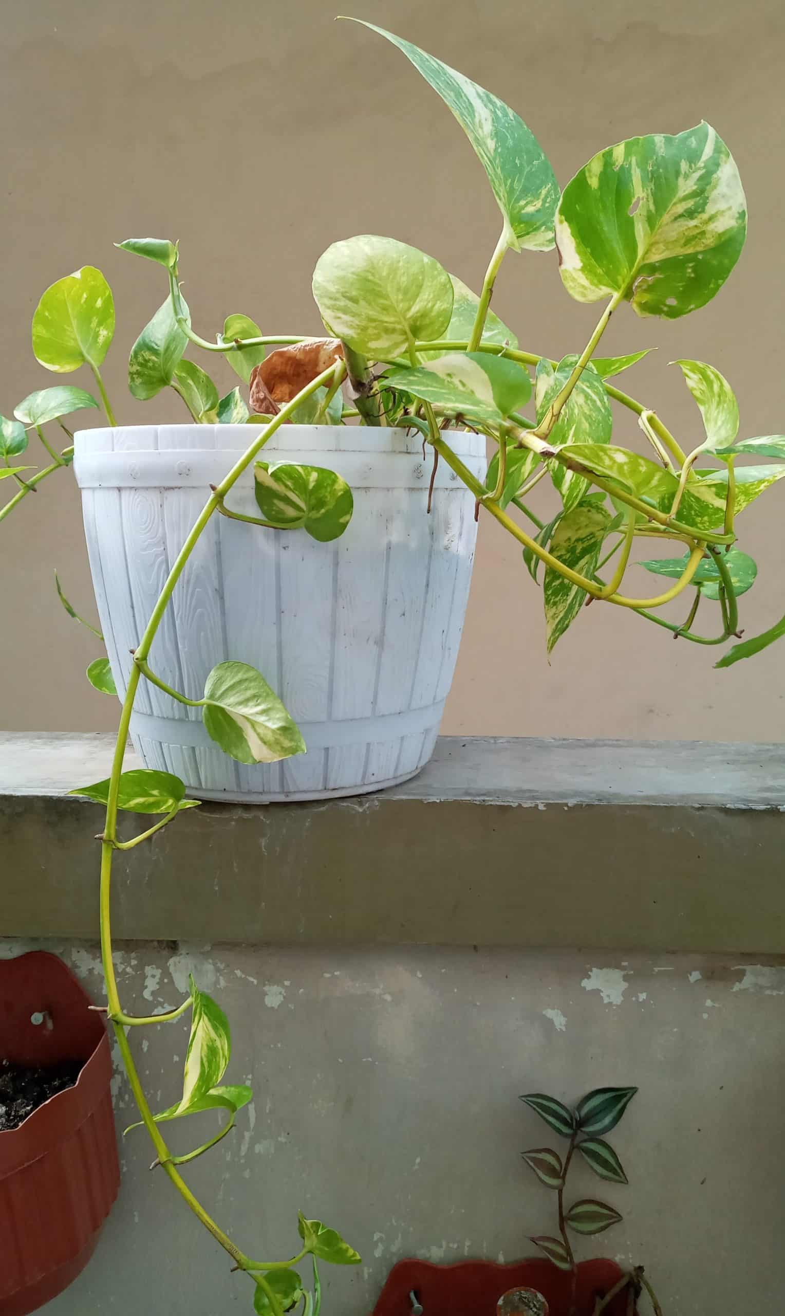 5 Best Types of Pothos for a Balcony - Balcony Boss