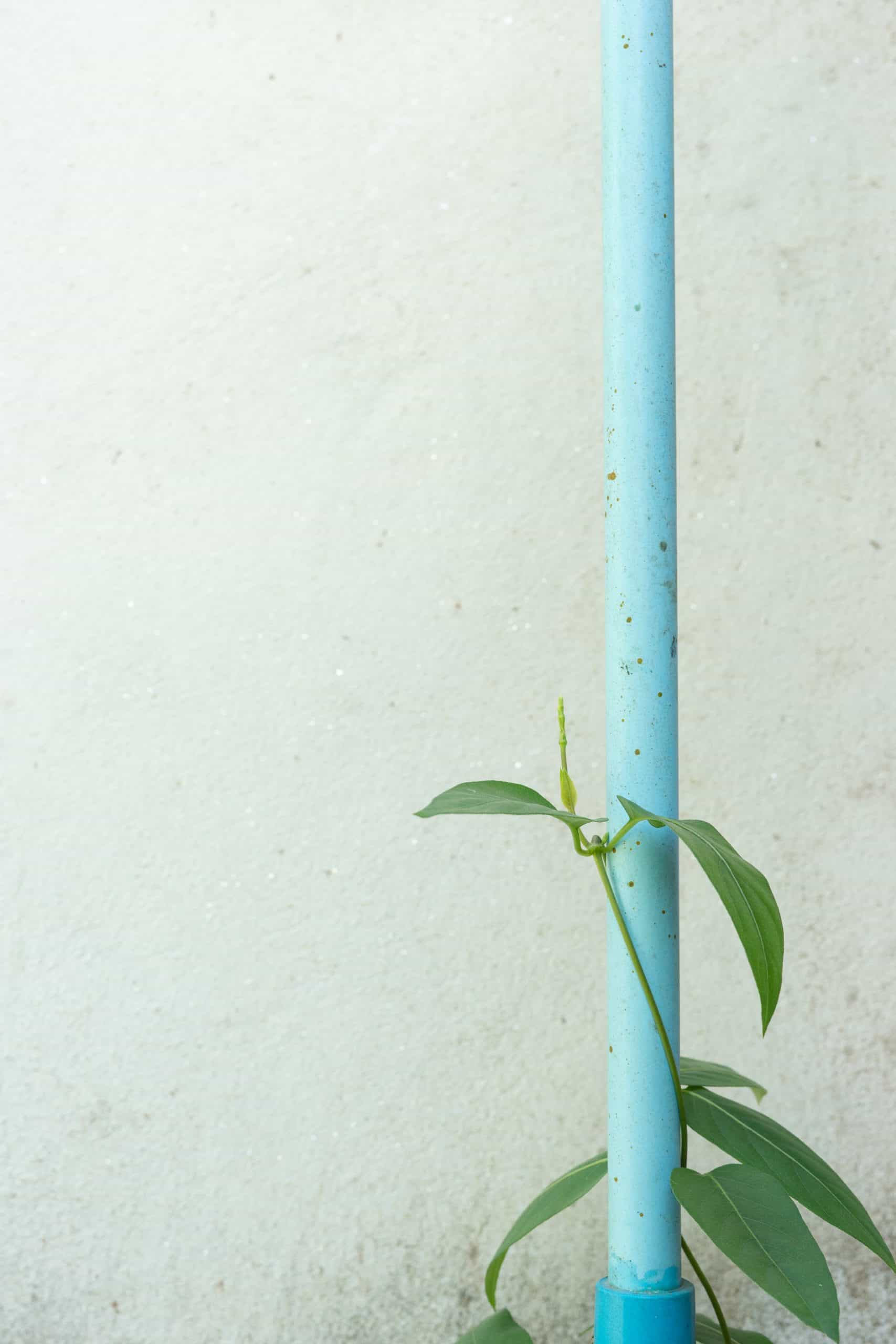 5 Best Moss Pole Alternatives - Balcony Boss