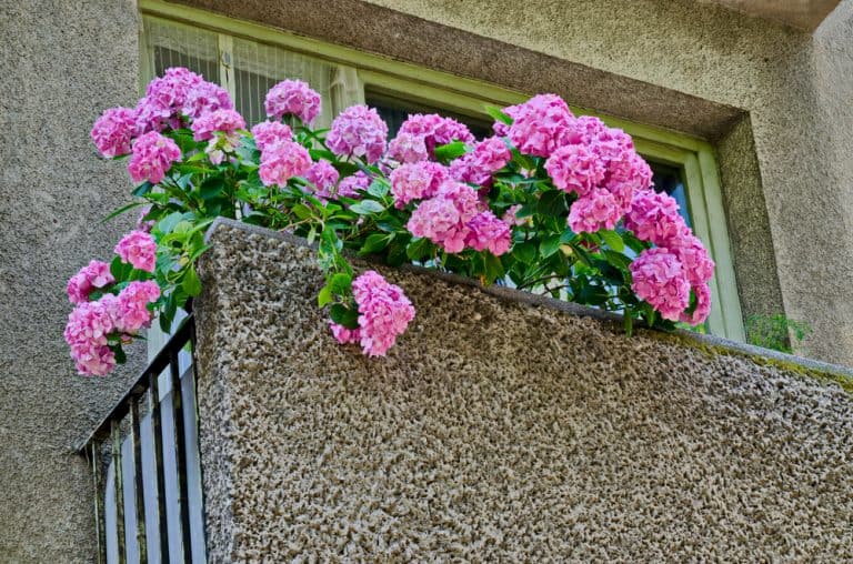 Windy Balcony? These Plants and Plant Pots are for You - Balcony Boss