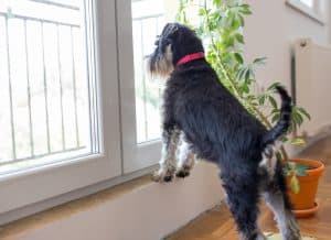8 Ways to Dog Proof a Balcony - Balcony Boss