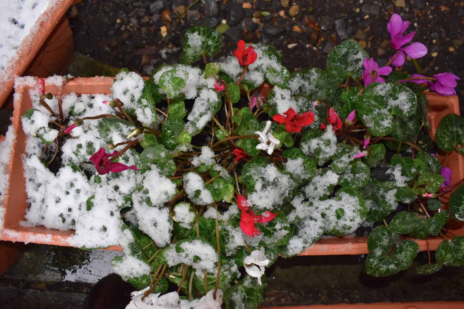 7 Ways to Winterize Plants - Balcony Boss