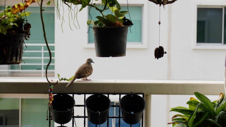 Creating a Bird Friendly Balcony: 6 Ideas - Balcony Boss