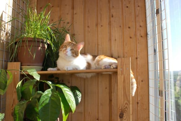 10 Ideas for a Cat Friendly Balcony - Balcony Boss