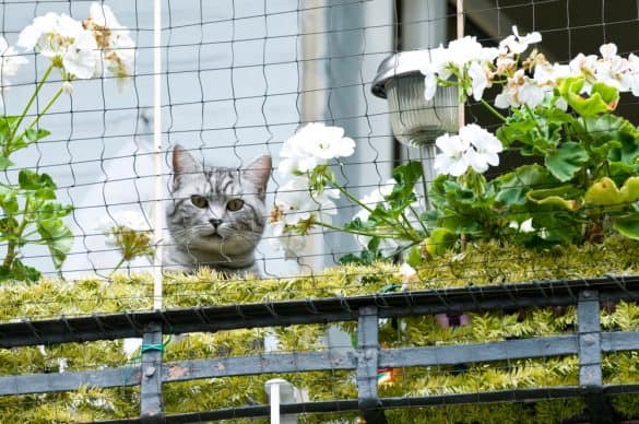 How to Cat Proof a Balcony (11 Solutions) - Balcony Boss