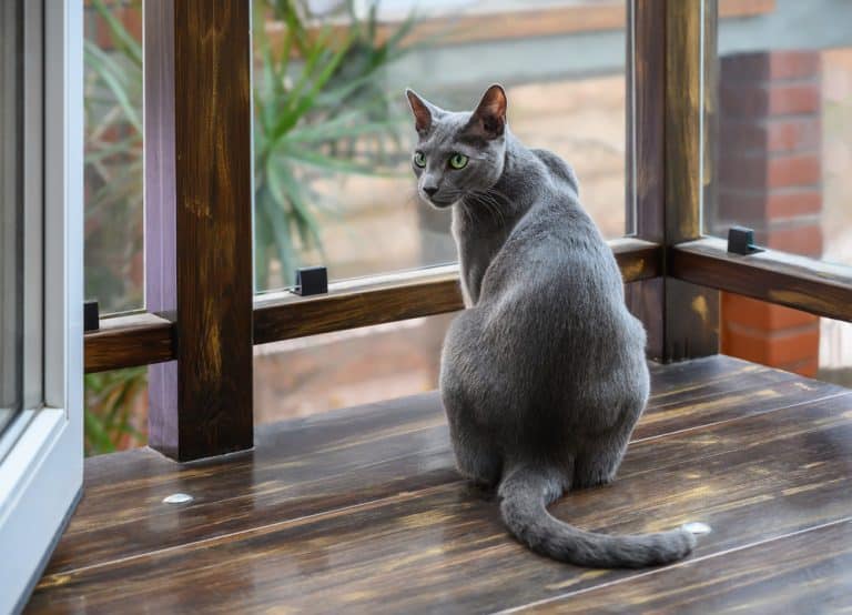 How To Cat Proof A Balcony 11 Solutions Balcony Boss how-to-cat-proof-a-balcony-11-solutions-balcony-boss