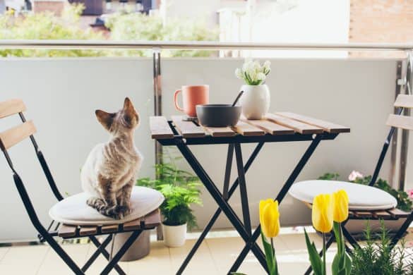 How to Cat Proof a Balcony (11 Solutions) - Balcony Boss