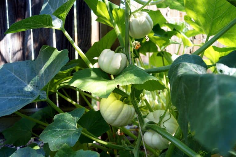 How to Grow and Care for Mini Pumpkins - Balcony Boss