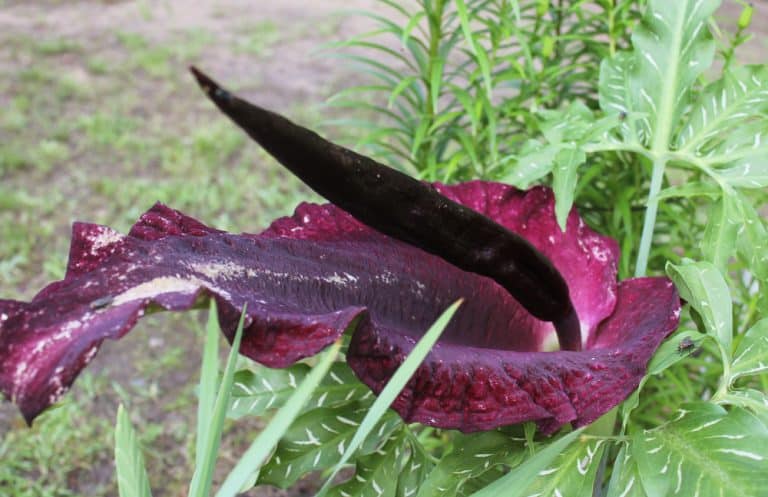 If You Want Your Garden to Smell Nice, Avoid These Plants - Balcony Boss