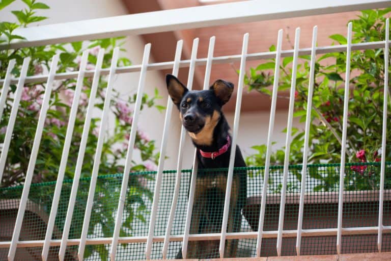 7 Ideas for a Dog Friendly Balcony - Balcony Boss