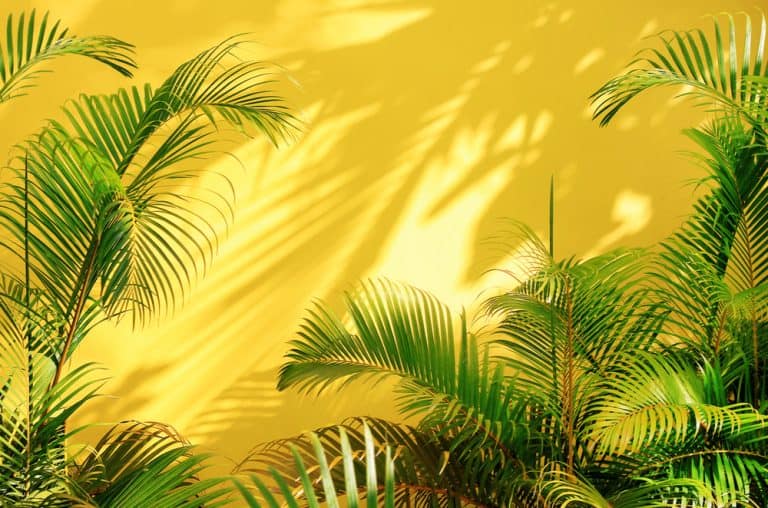 8 Cheap Ways to Cover Outdoor Walls - Balcony Boss