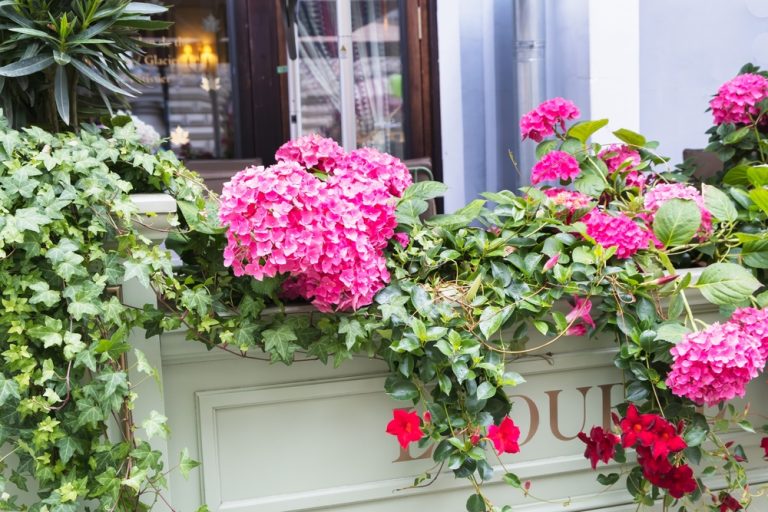 12 Best Plants for a Juliet Balcony - Balcony Boss