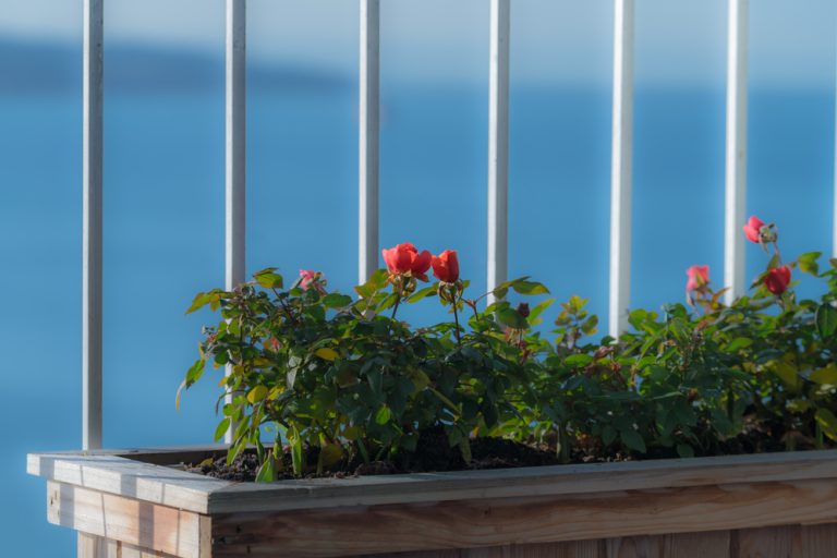 How to Grow Roses on a Balcony (3 Methods + What to Know) - Balcony Boss