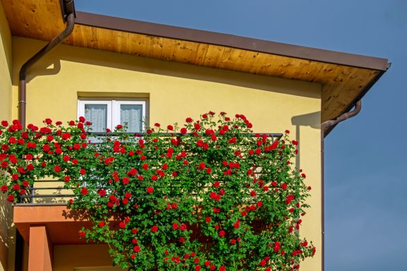 How to Grow Roses on a Balcony (3 Methods + What to Know) - Balcony Boss