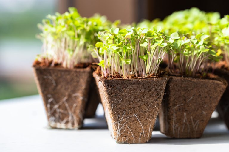 Plants in Cinder Blocks: What Works Best? - Balcony Boss
