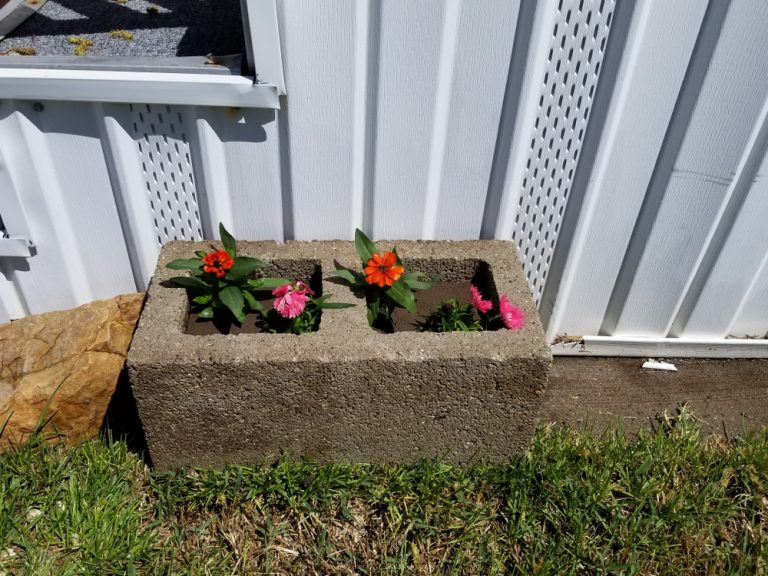 10 Plants That Work Great in Cinder Blocks - Balcony Boss