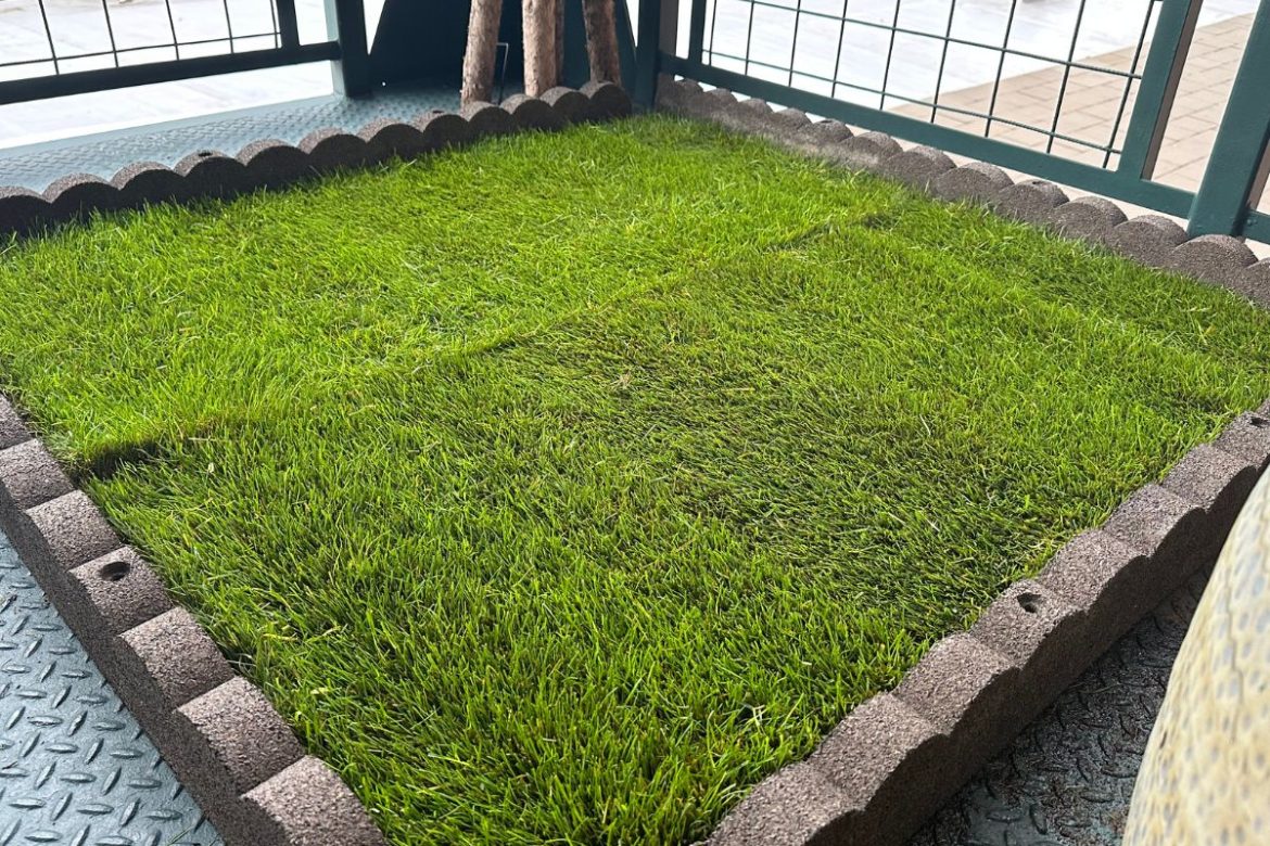 Yes, You Can Have Grass on a Balcony. Here are 3 Easy Ways to Get It ...